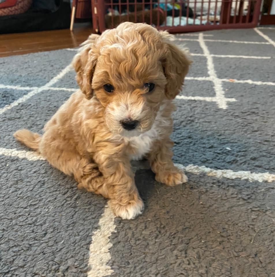 Bo Doodles in Utah | Goldendoodle puppies | Good Dog