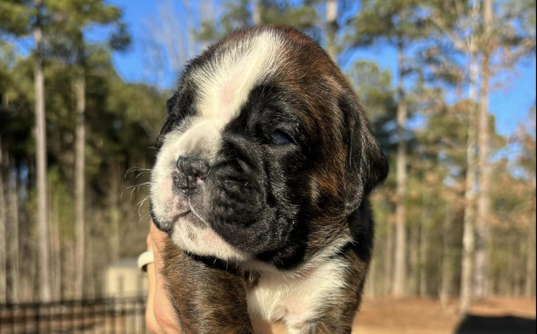Roxy’s Boxers in Georgia | Boxer puppies | Good Dog