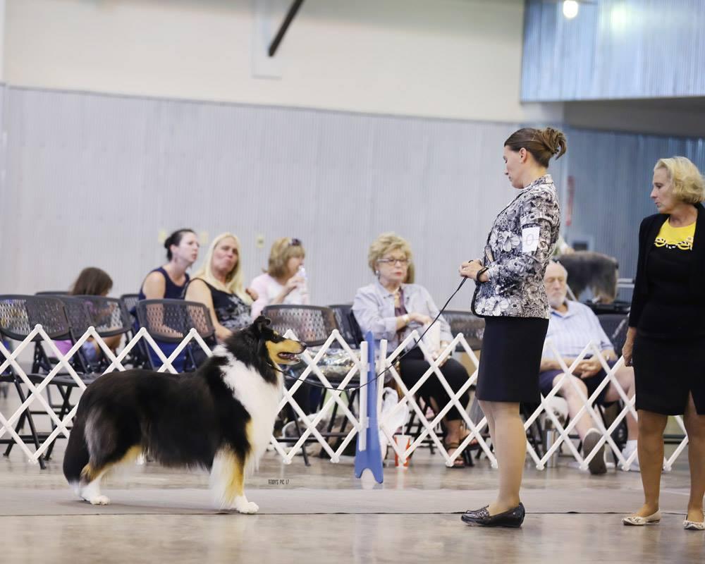 CYNDELLA COLLIES in Colorado | Collie puppies | Good Dog