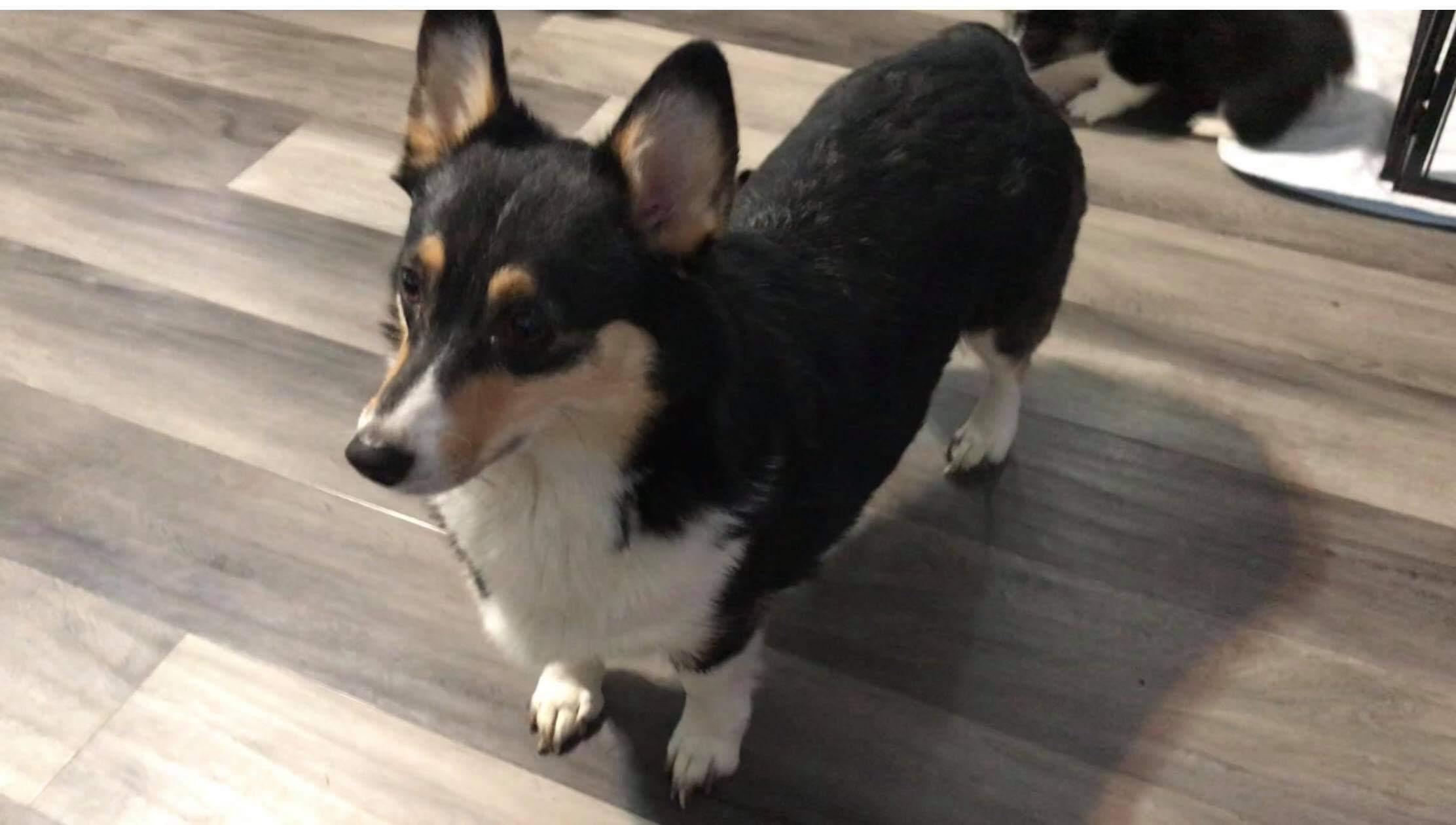 Rogers AKC Corgis of Iowa. in Iowa | Pembroke Welsh Corgi puppies ...