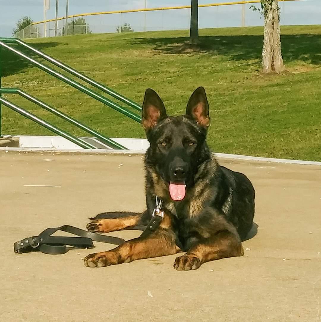 Rammstein Kennels in Mississippi | German Shepherd puppies | Good Dog