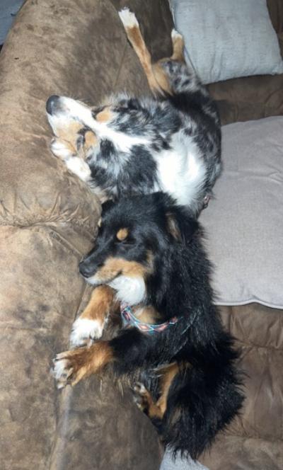 A6 Mini Aussies in Texas | Miniature Australian Shepherd puppies | Good Dog