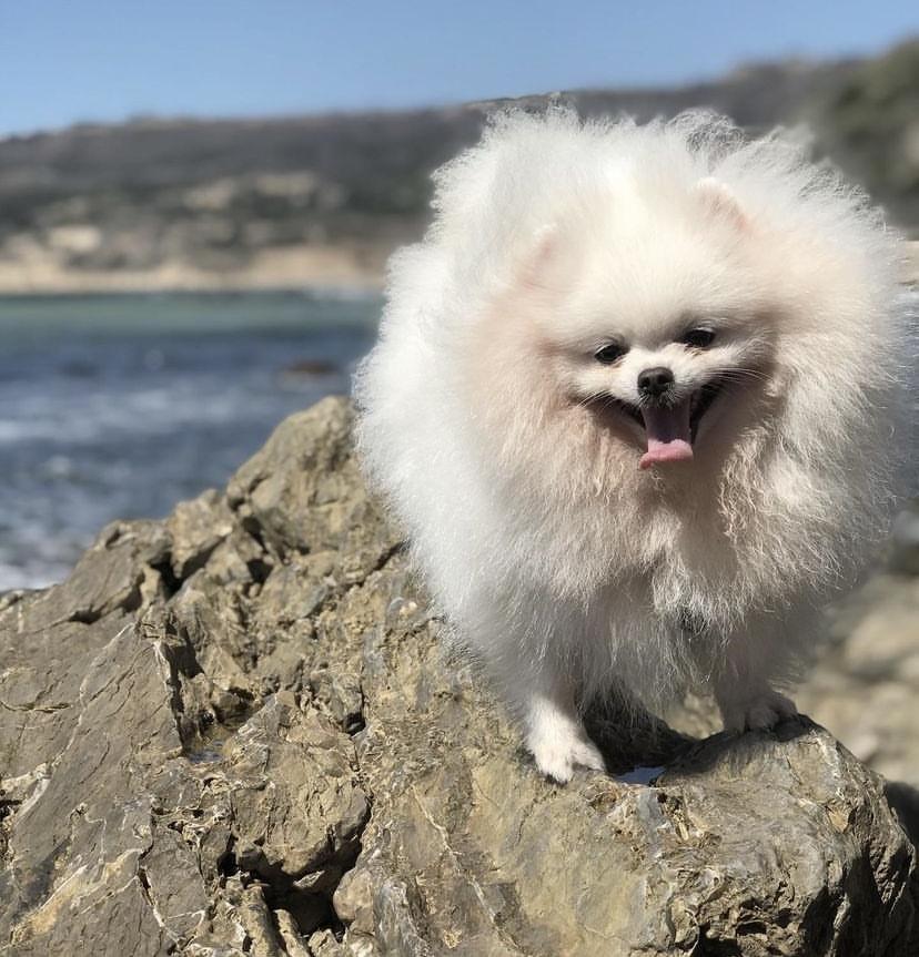 Pommies of LA in California | Pomeranian puppies | Good Dog