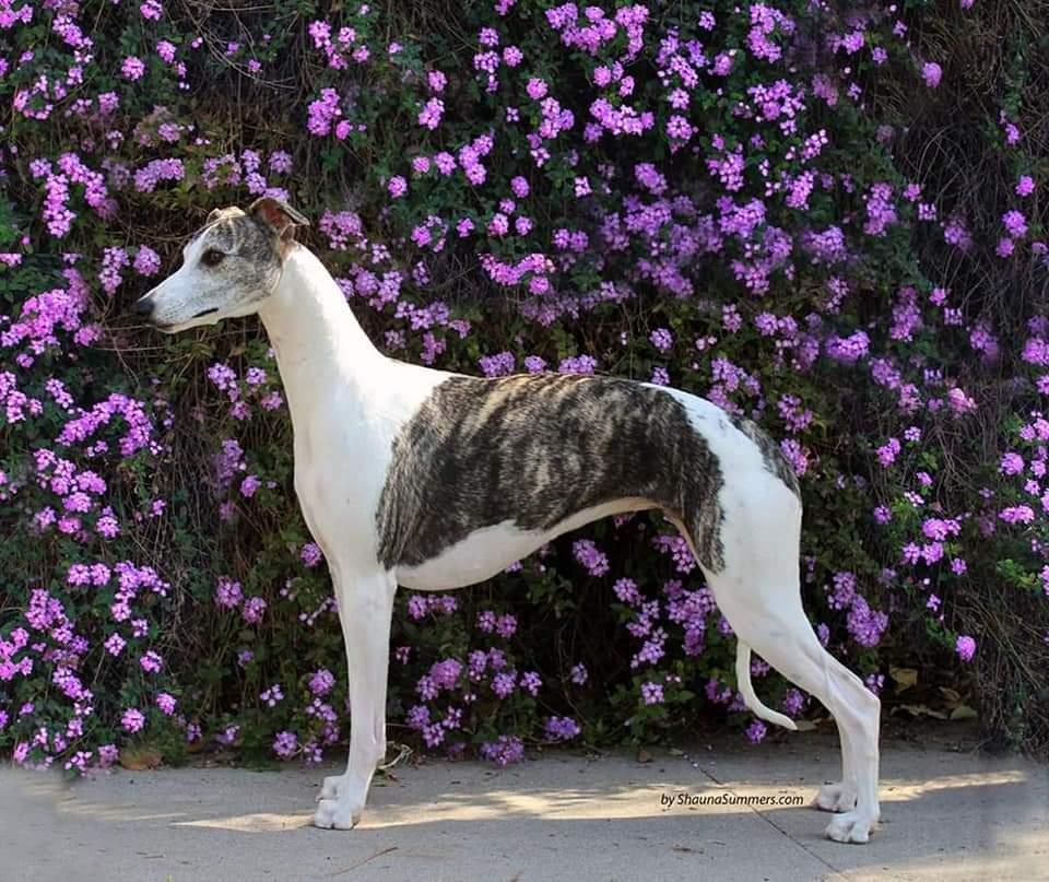 Lishima Whippets in Virginia | Whippet puppies | Good Dog