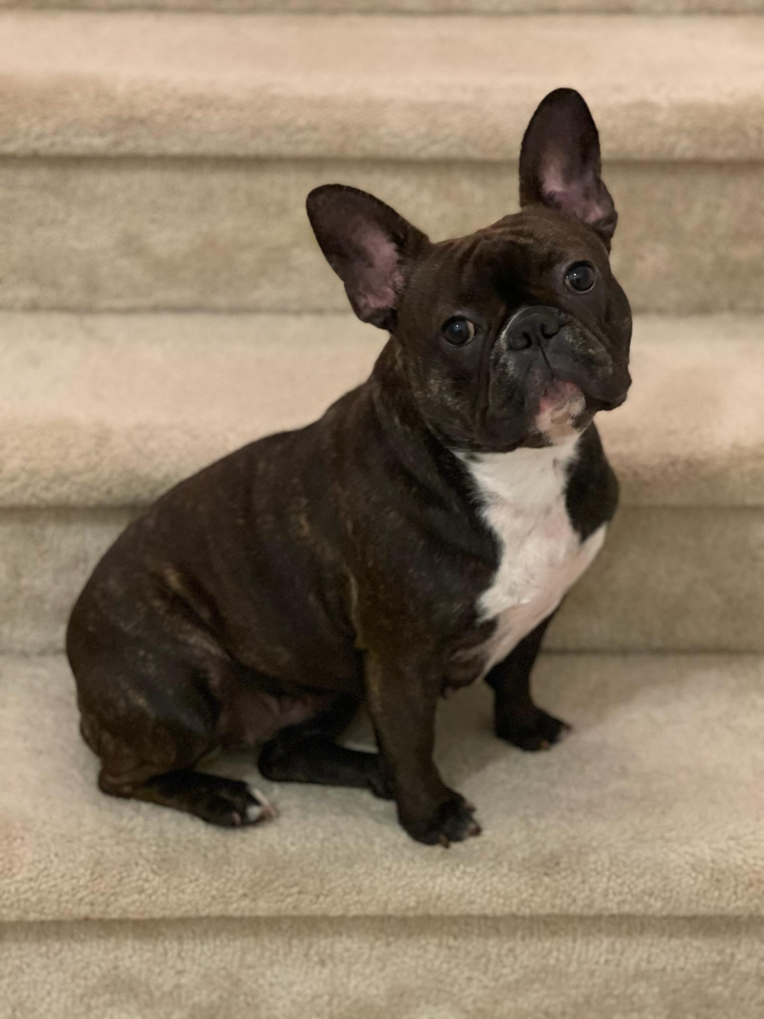 Harlow Frenchies in Georgia | French Bulldog puppies | Good Dog
