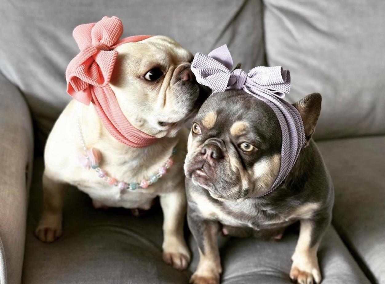 MVP Frenchie in Massachusetts | French Bulldog puppies | Good Dog