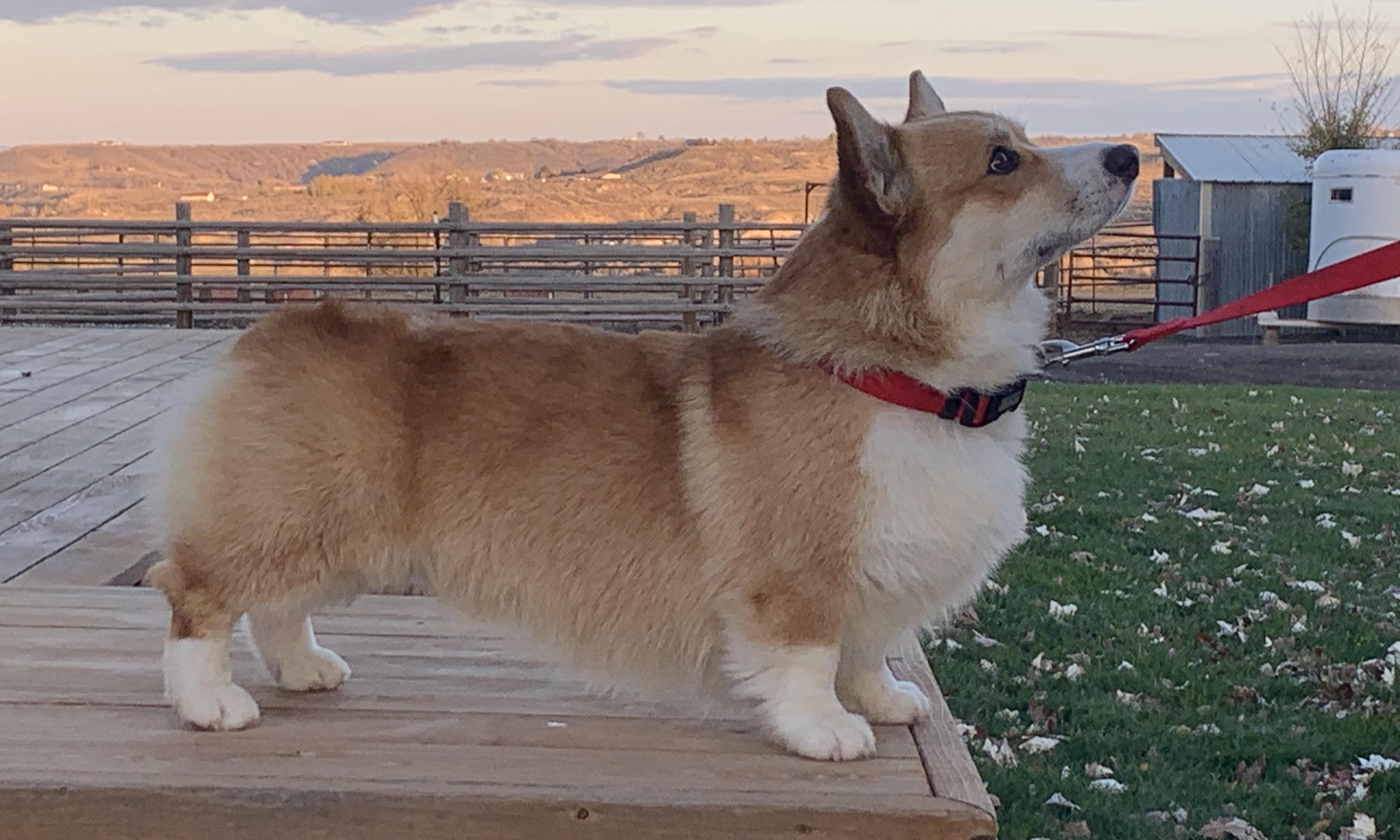 Desert Sage Pembroke Corgis in Idaho | Pembroke Welsh Corgi puppies ...