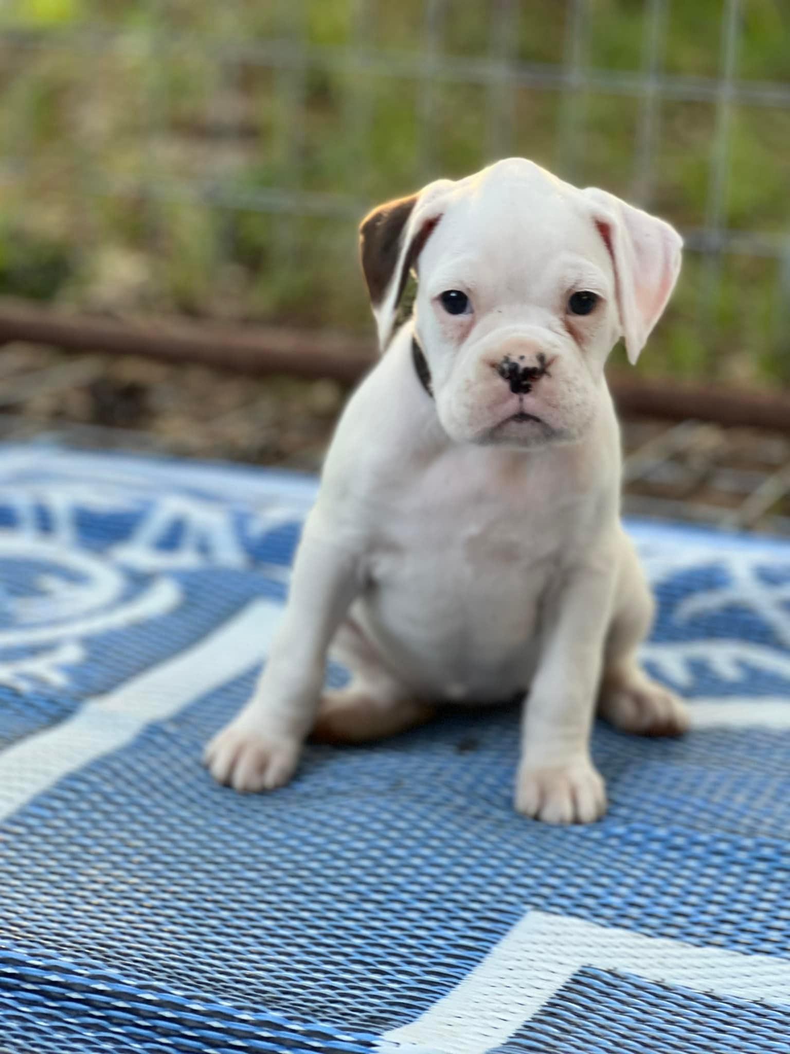 Grayson Boxers in Texas | Boxer and Goldendoodle puppies | Good Dog
