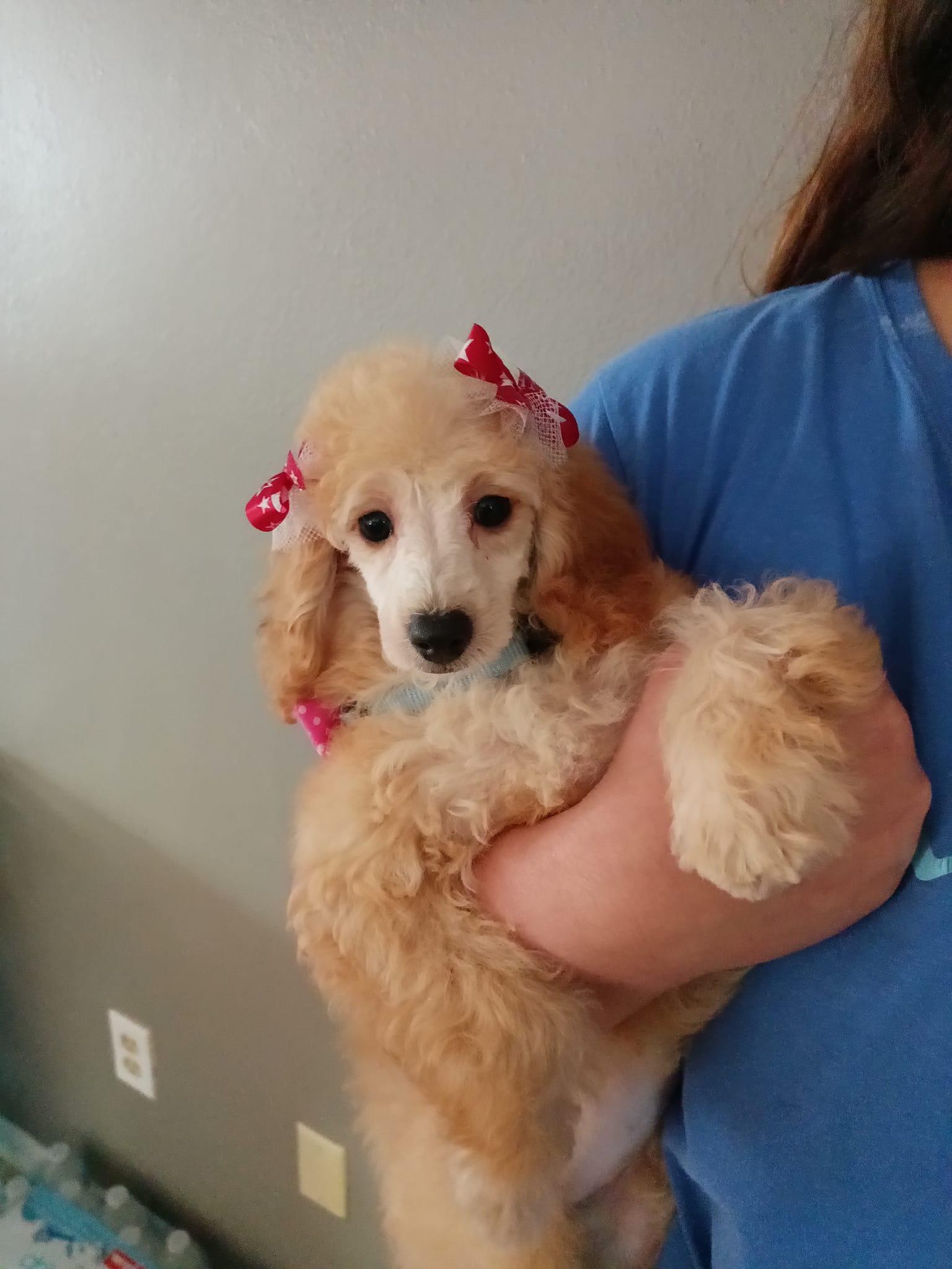 Michelle's Poodles in Pennsylvania | Poodle puppies | Good Dog