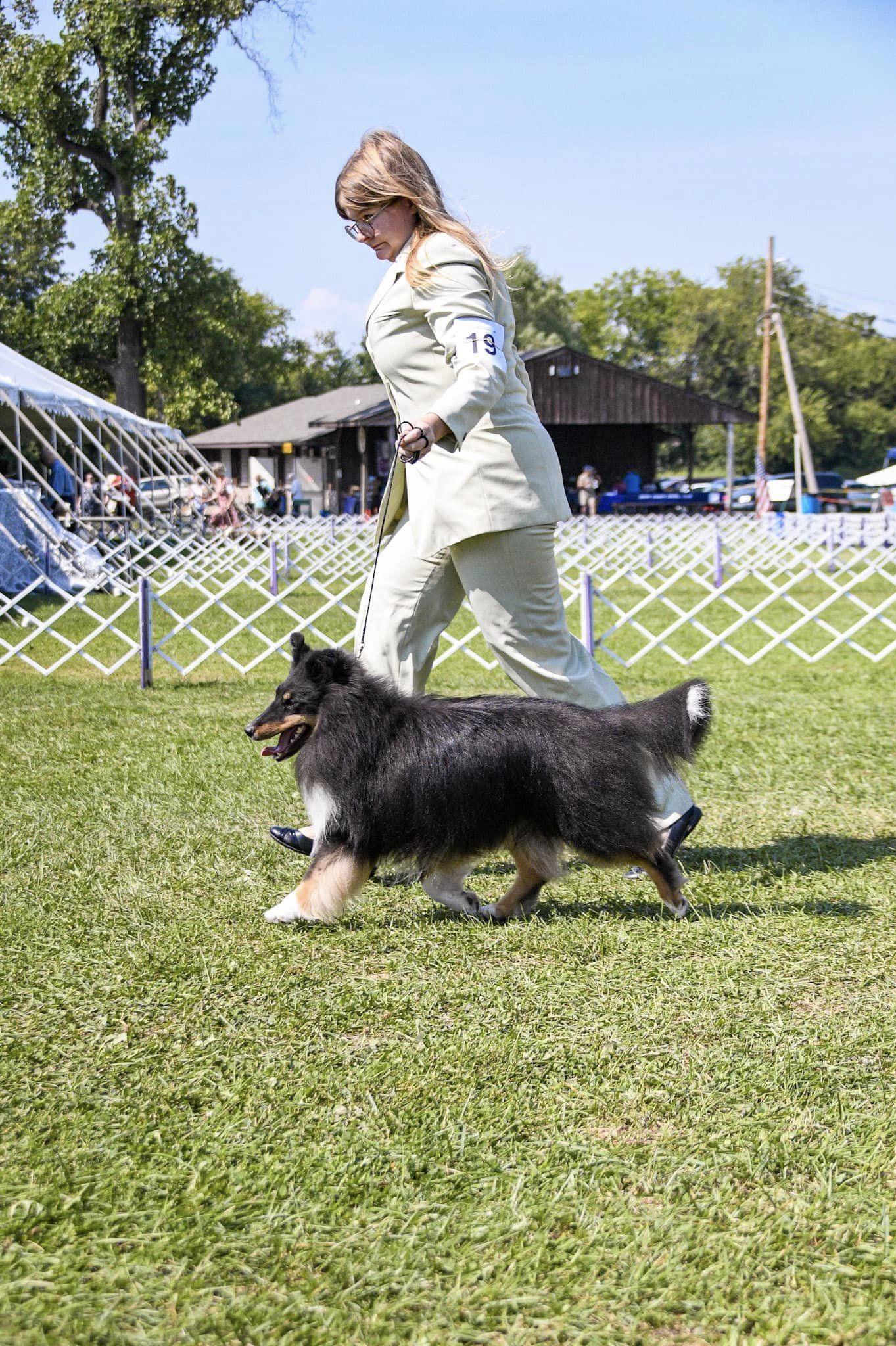 Alinost in Pennsylvania | Shetland Sheepdog puppies | Good Dog