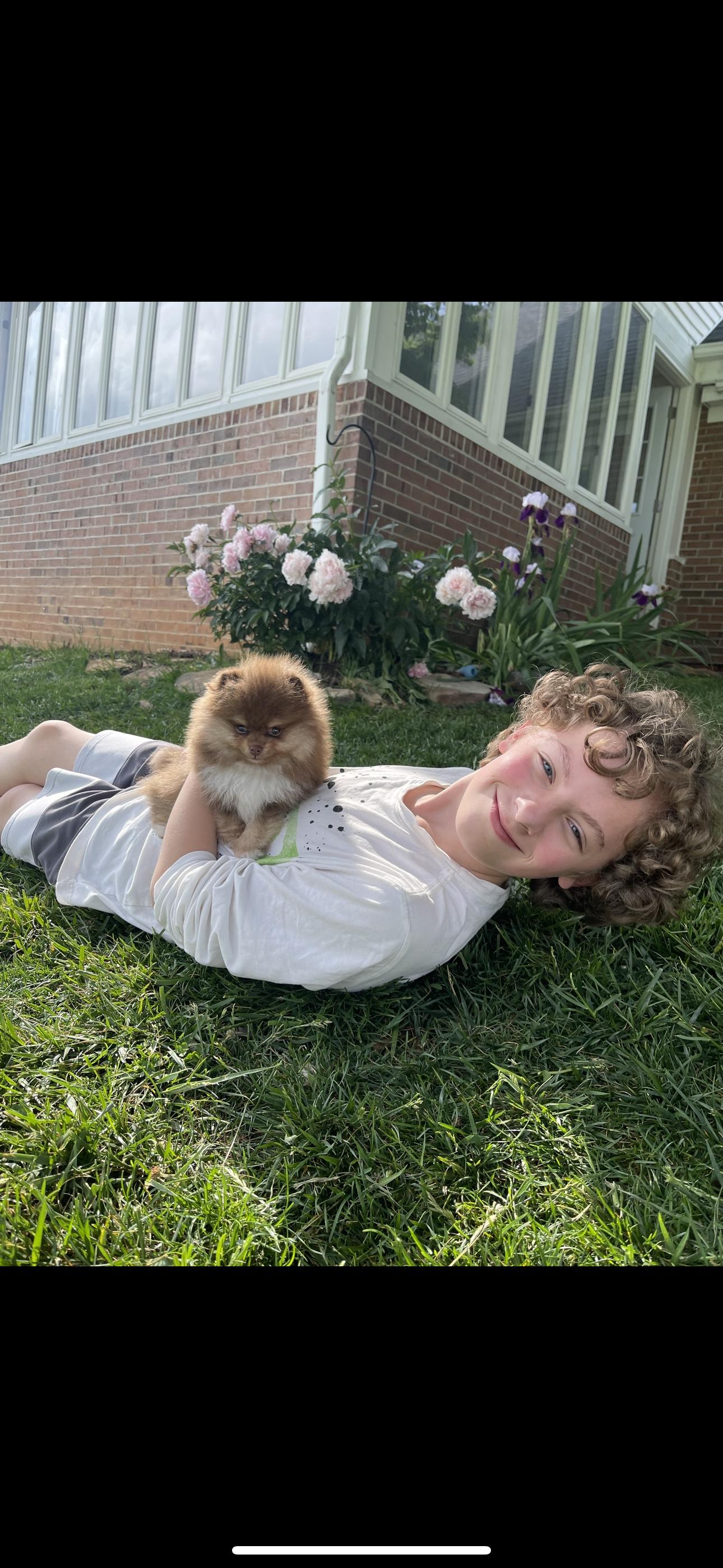 Blue Ridge Pomeranian in Virginia | Pomeranian puppies | Good Dog