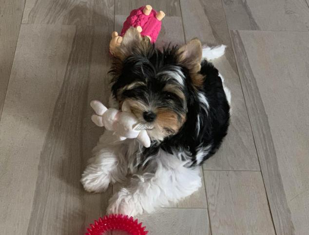 Belamour Toys • Biewer Terriers & Maltese in New York | Biewer Terrier ...