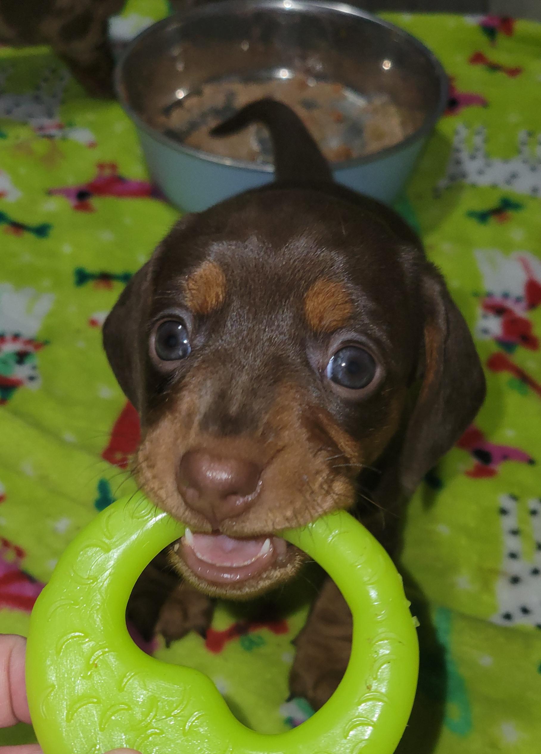 Neeley Family's Weenies in Washington | Dachshund puppies | Good Dog