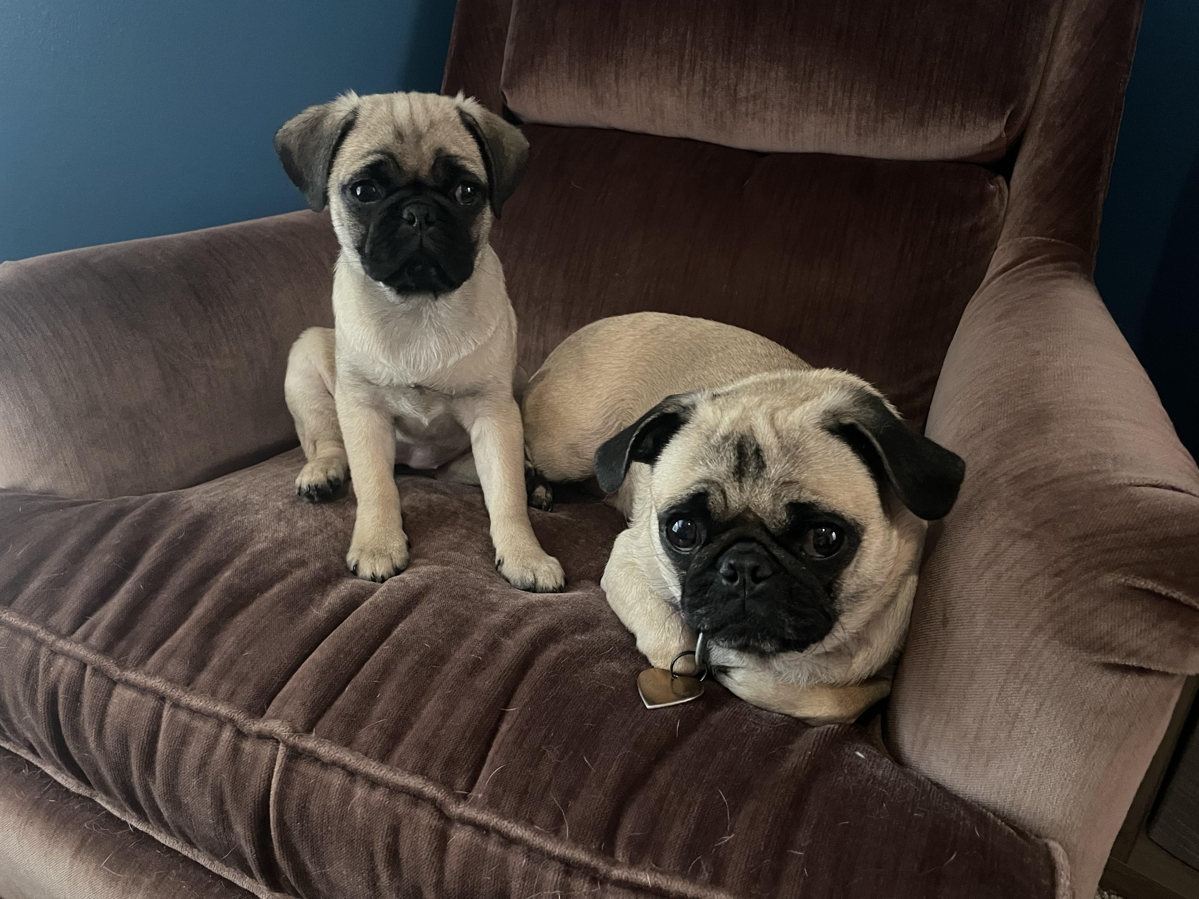 Galaxy Pugs of Georgia in Georgia | Pug puppies | Good Dog