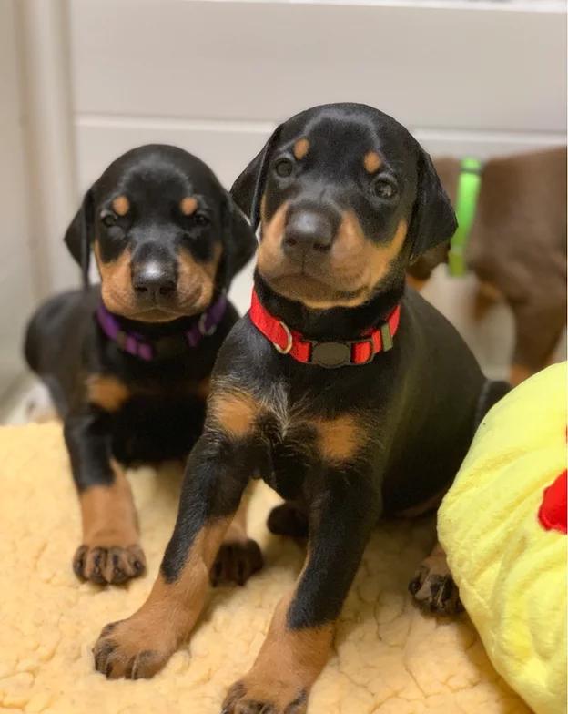 Whiskey Mac Dobermans in Texas | Doberman Pinscher and Great Dane ...