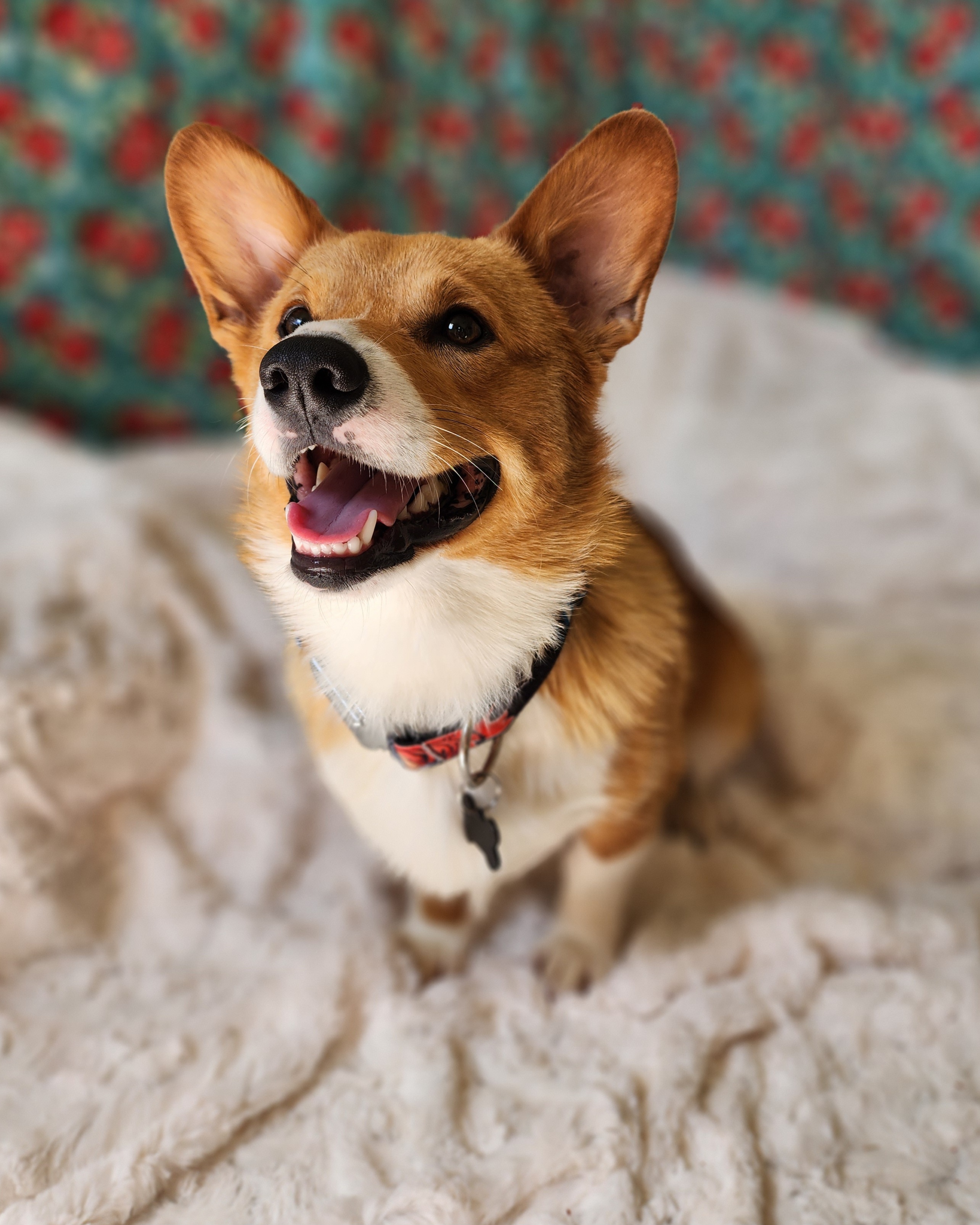 Tiny Titans K9 in Kansas | Pembroke Welsh Corgi puppies | Good Dog
