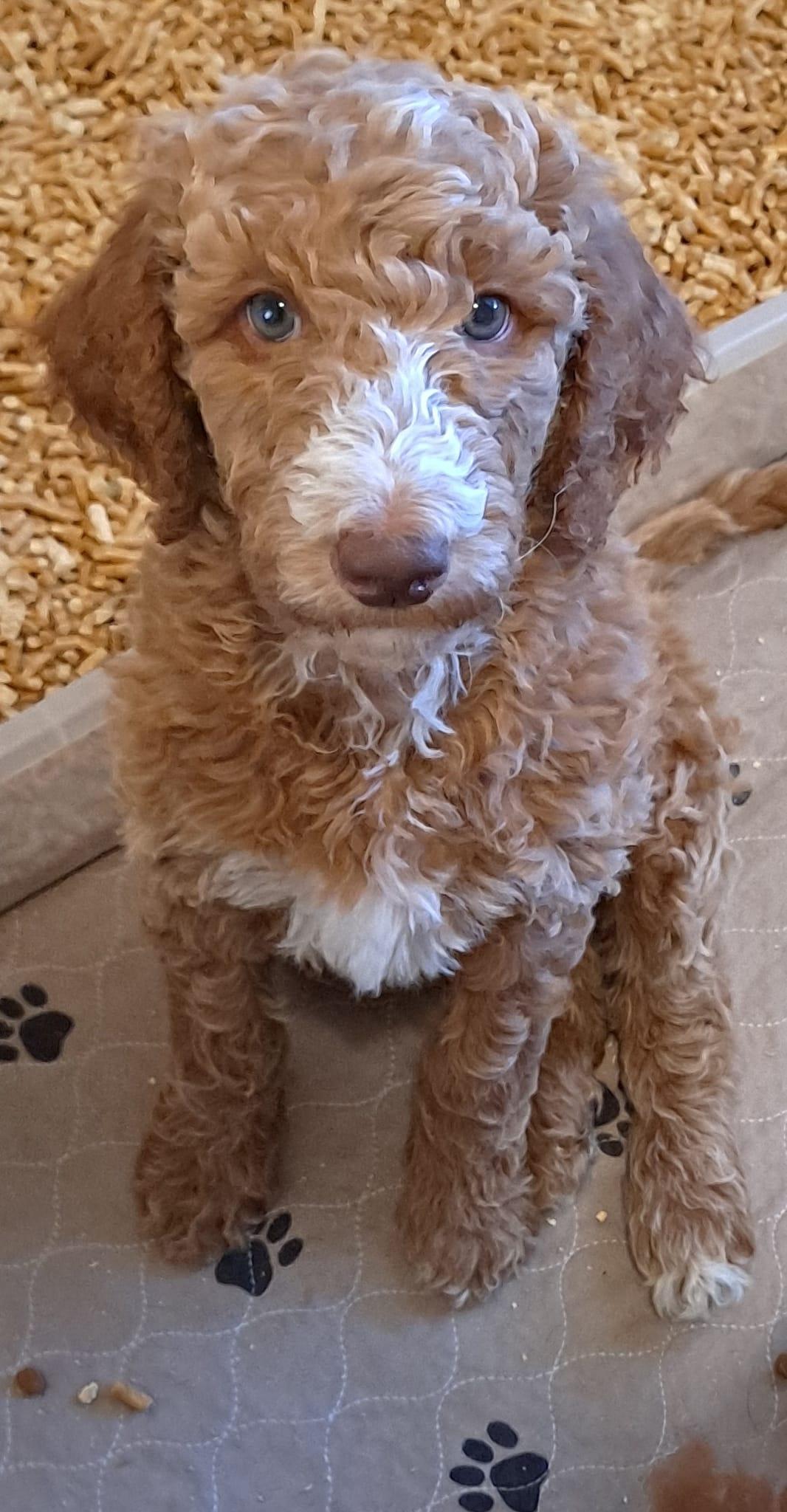 Dahlia Doodles in Florida | Goldendoodle puppies | Good Dog