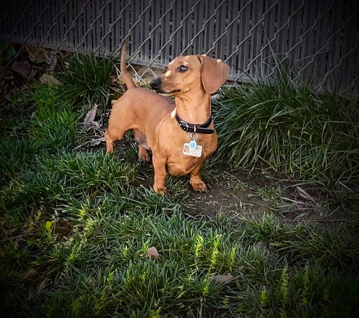 Denver's Golden Dashies in California | Dachshund puppies | Good Dog