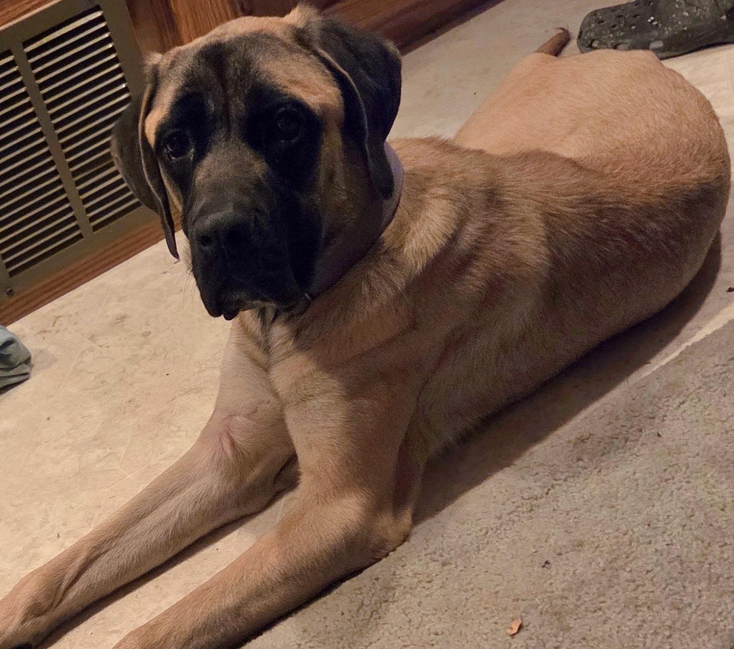 M&M Aussie's & Mastiff's in Missouri | Mastiff and Miniature Australian ...