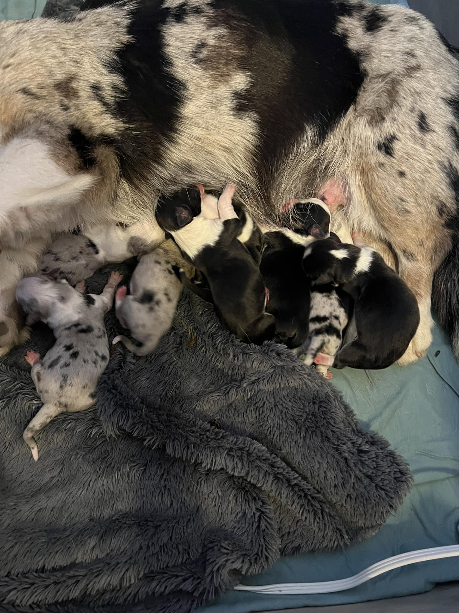 Wild K Ranch in California | Cardigan Welsh Corgi puppies | Good Dog
