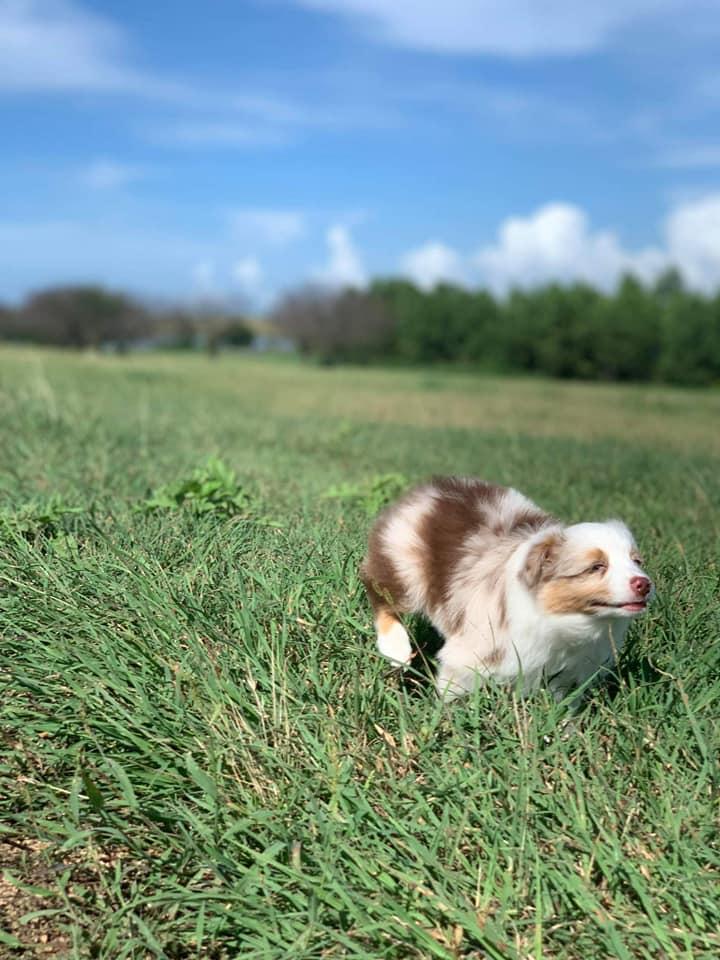 Rockin' A Miniatures in Texas | Miniature Australian Shepherd puppies | Good Dog