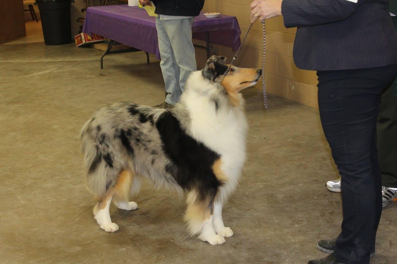 Calabria Kennel in Illinois | Collie puppies | Good Dog
