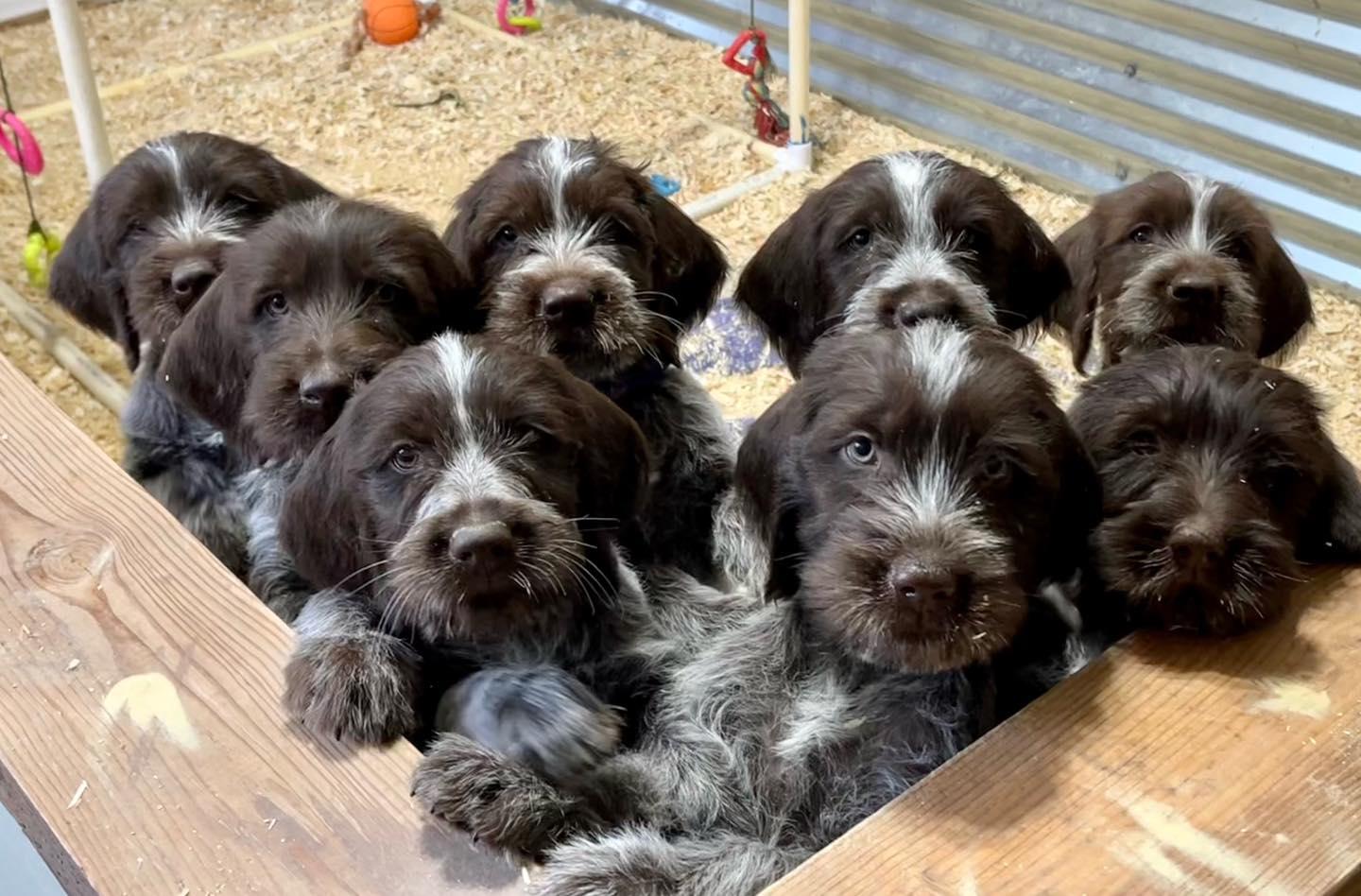 Rocking S Griffons in California | Wirehaired Pointing Griffon puppies ...
