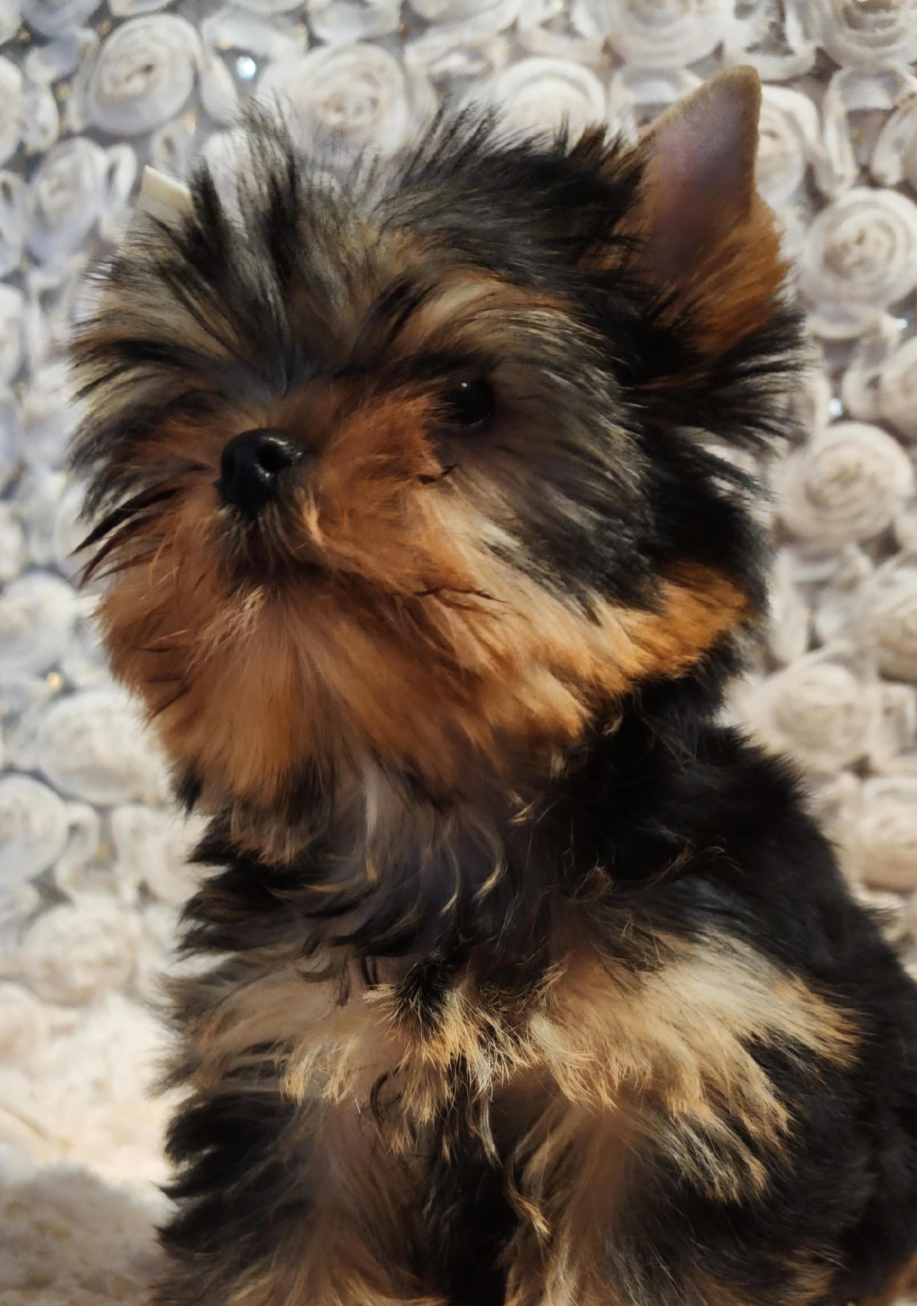 Hetzel’s Enchanted Yorkies (Michigan) in Michigan | Yorkshire Terrier ...