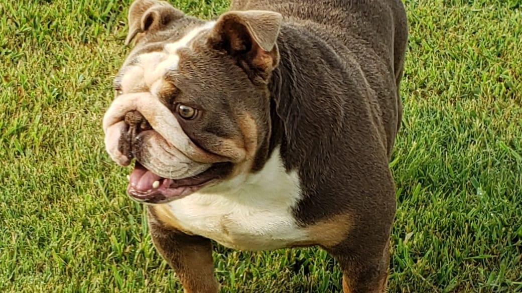 Stonebluff Bullies in Oklahoma | Bulldog puppies | Good Dog