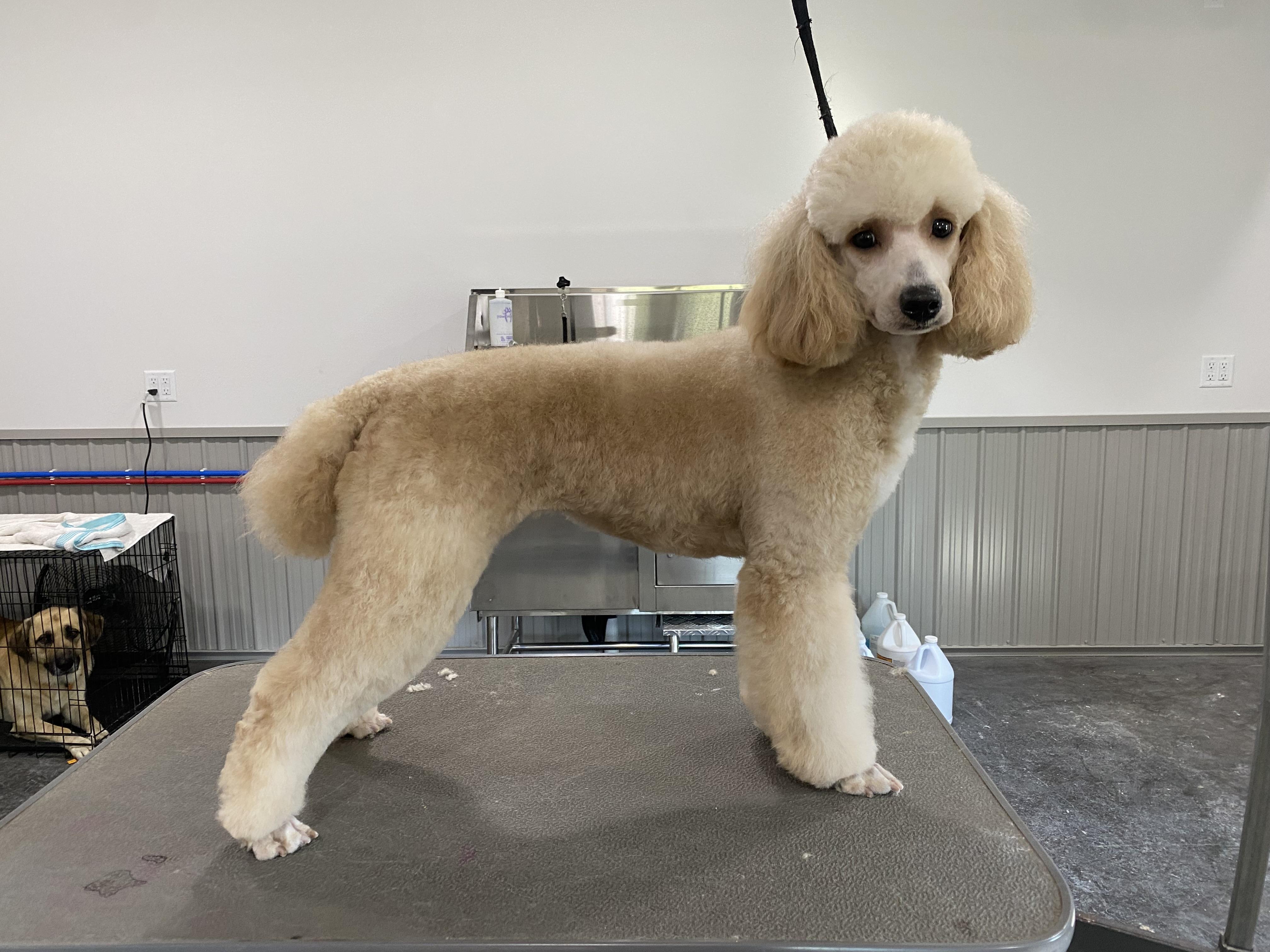 Fanciers' Poodles in Wisconsin | Poodle puppies | Good Dog