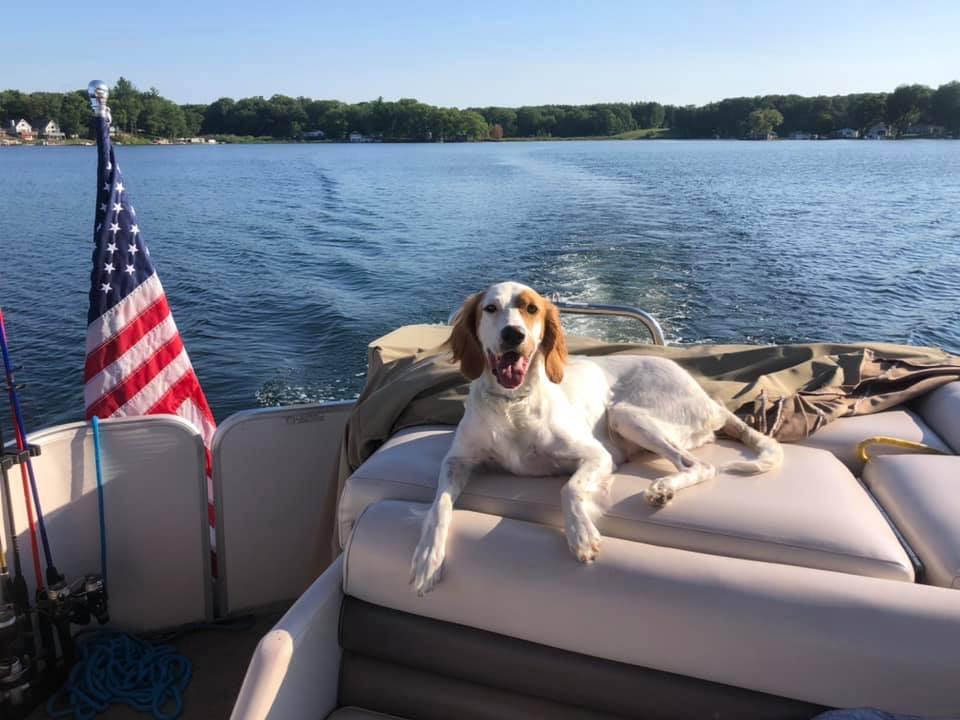Monkota Setters in Michigan | English Setter puppies | Good Dog