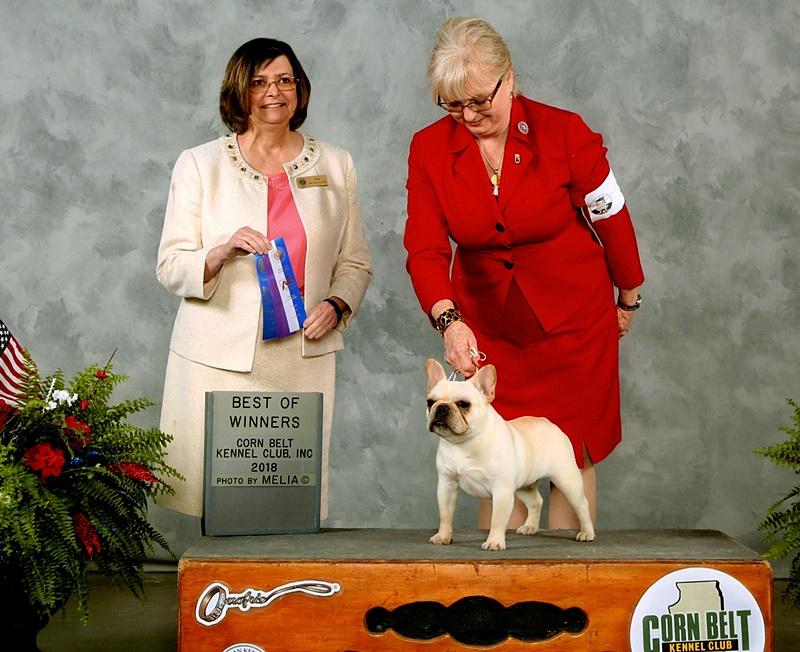Must Be Frenchies & Crown Of Curls Bolonka in Missouri | French Bulldog ...