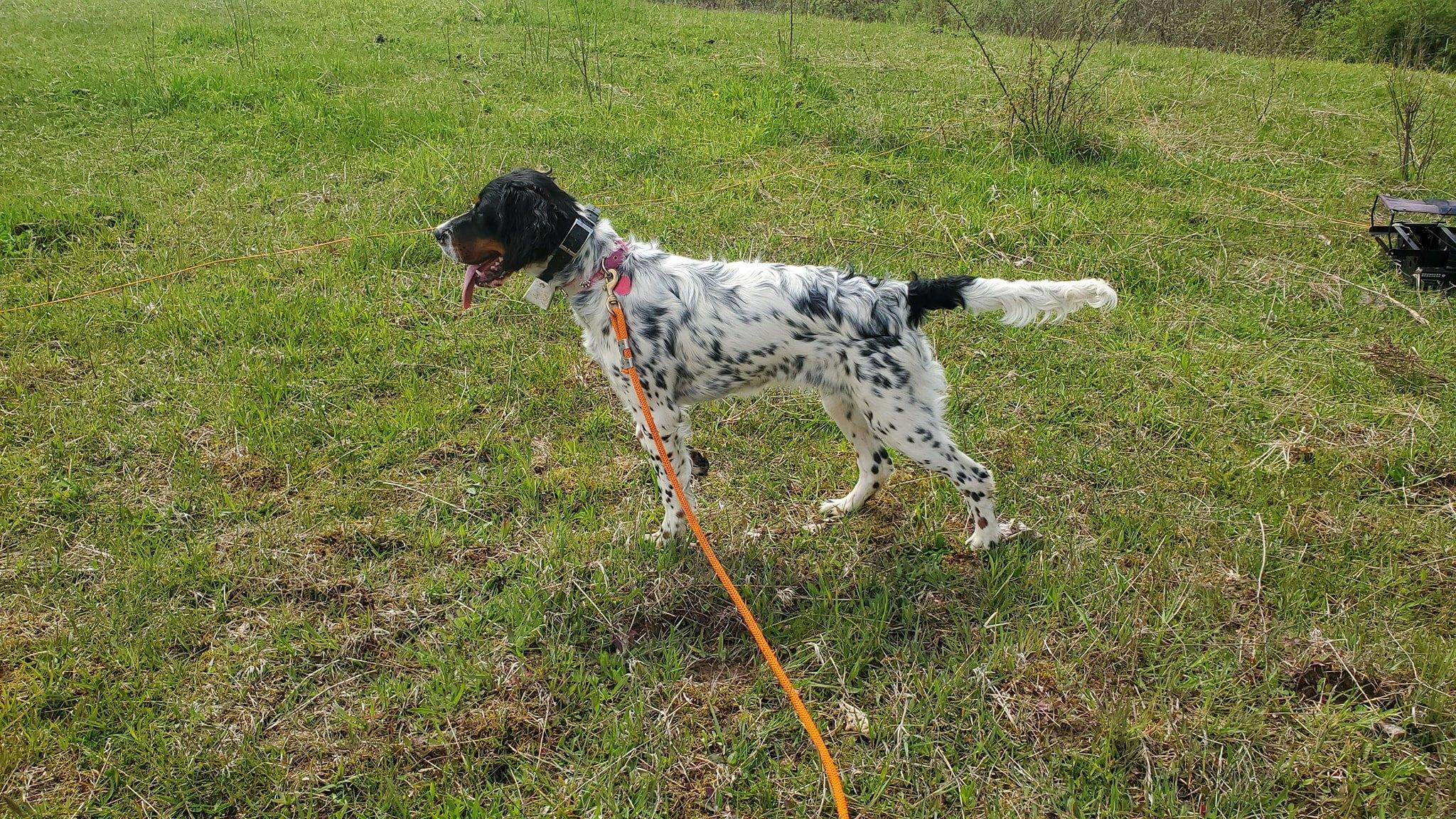 Wild Bird Setters in Michigan | English Setter puppies | Good Dog