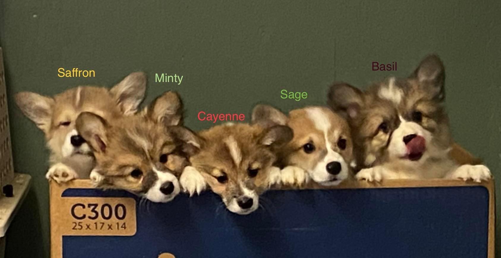 24k Corgis in Washington | Pembroke Welsh Corgi puppies | Good Dog