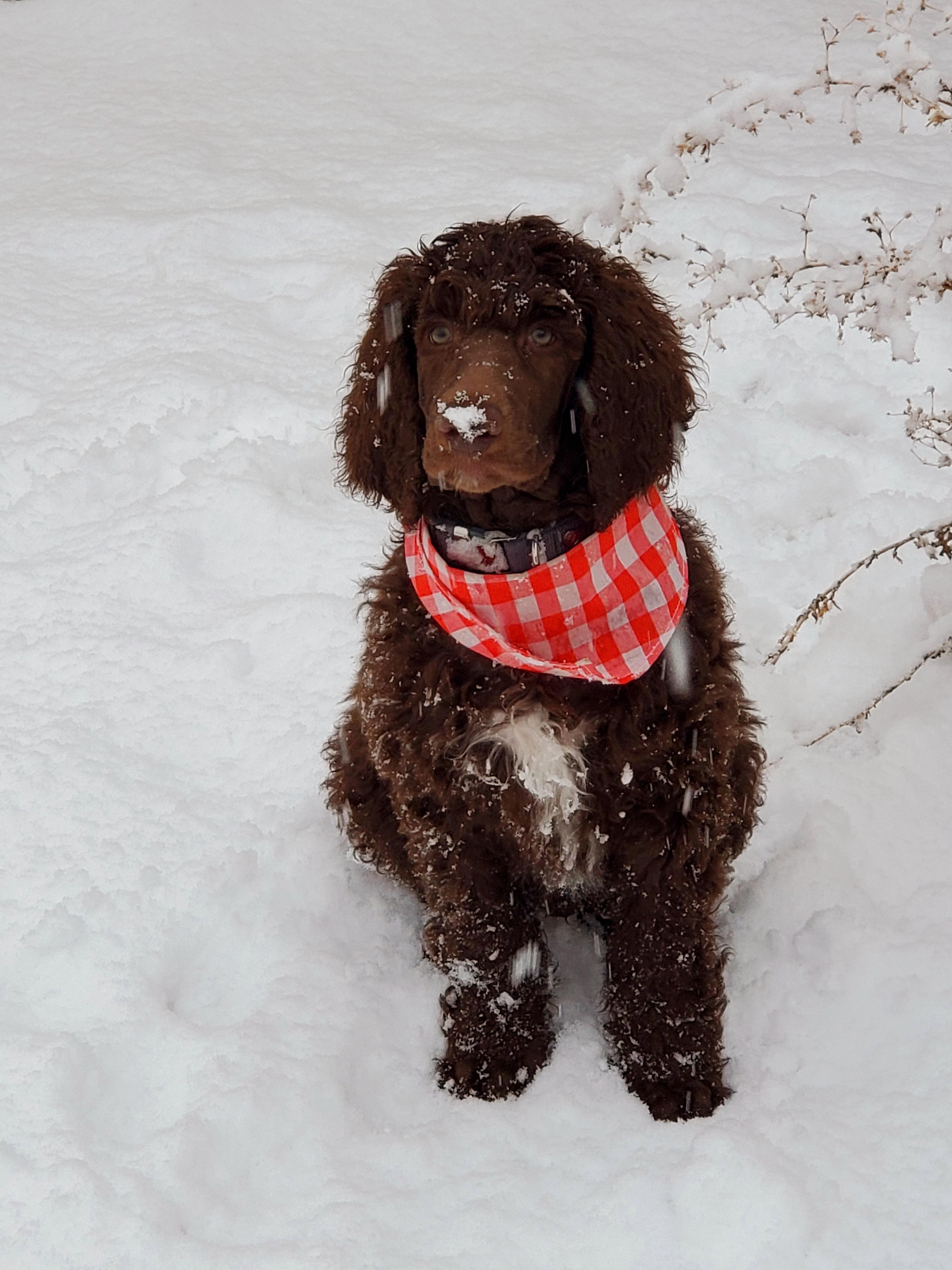 Spangled Standard Poodles in Utah | Poodle puppies | Good Dog