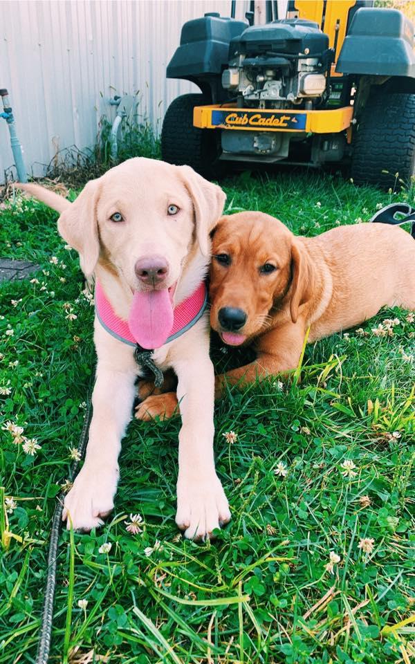 MBR Labradors in Pennsylvania | Dilute Retriever puppies | Good Dog