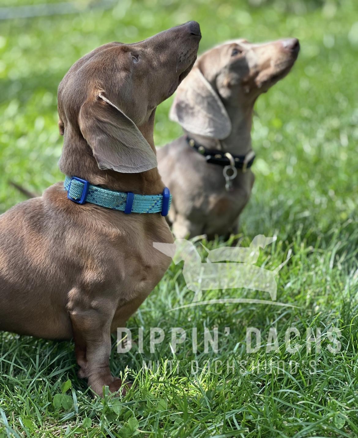 Dippin’ Dachs Mini Dachshunds in Virginia | Dachshund puppies | Good Dog