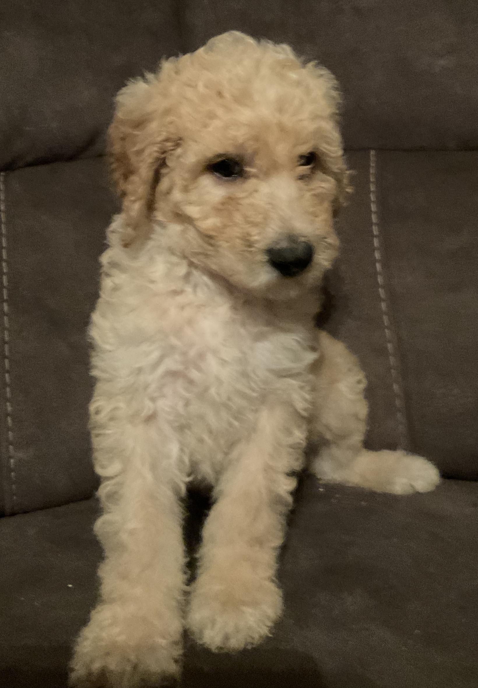 Doodles of Central Arkansas in Arkansas | Sheepadoodle puppies | Good Dog