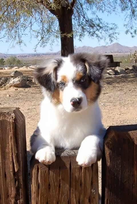 Red Rock in Texas | Miniature American Shepherd and Parson Russell ...